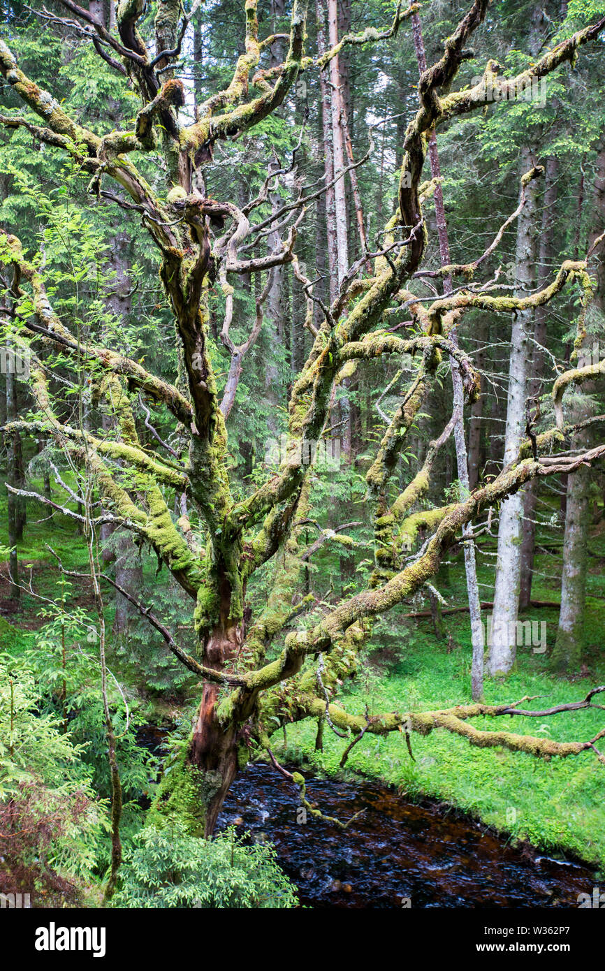 Old dead oak tree hi-res stock photography and images - Alamy