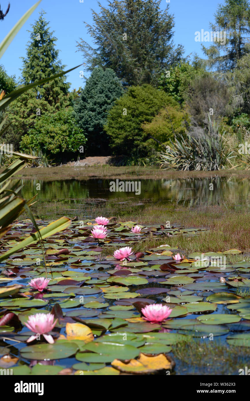 landscape of water lilies growing on a pond Stock Photo - Alamy