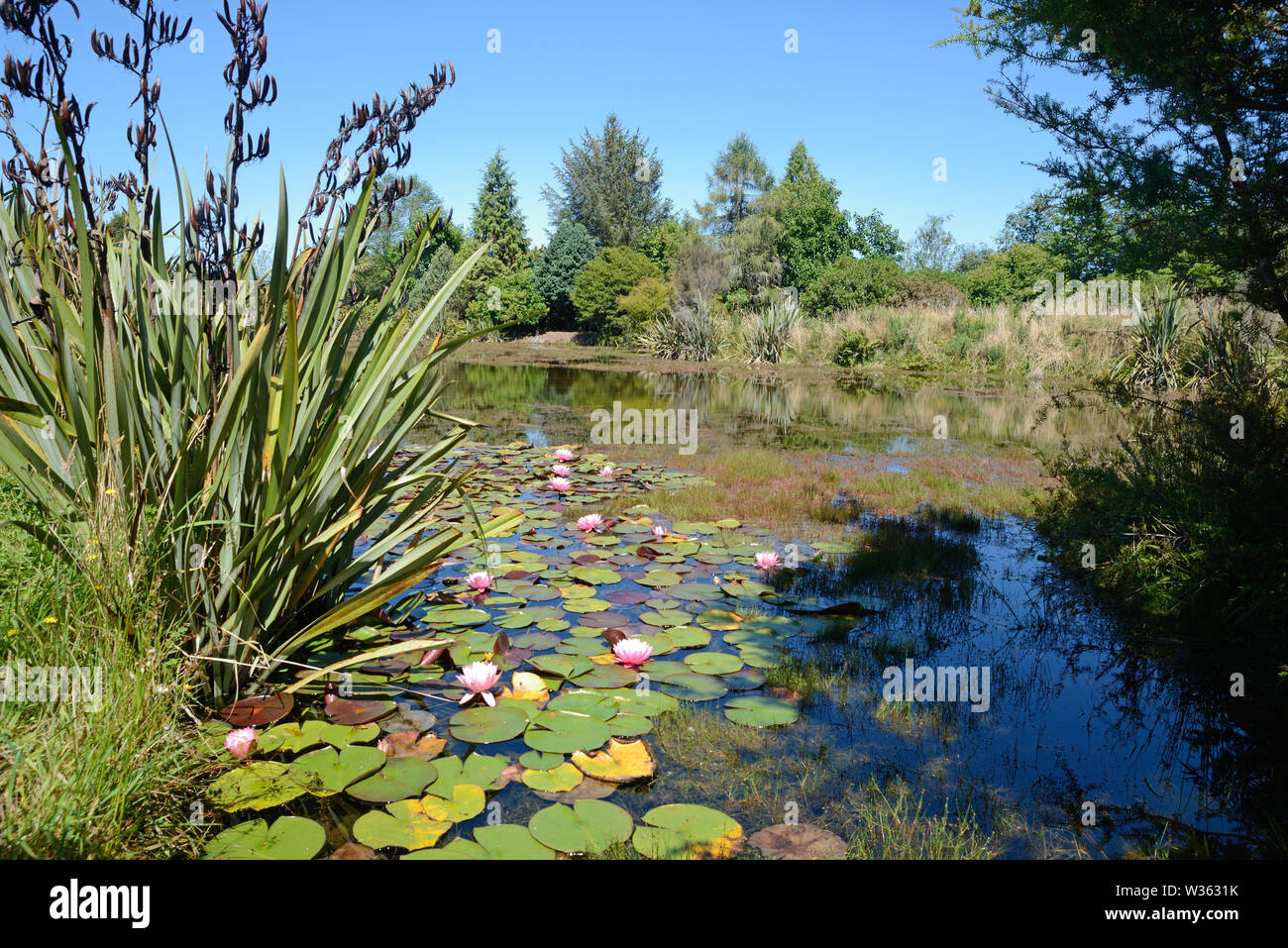 landscape of water lilies growing on a pond Stock Photo - Alamy
