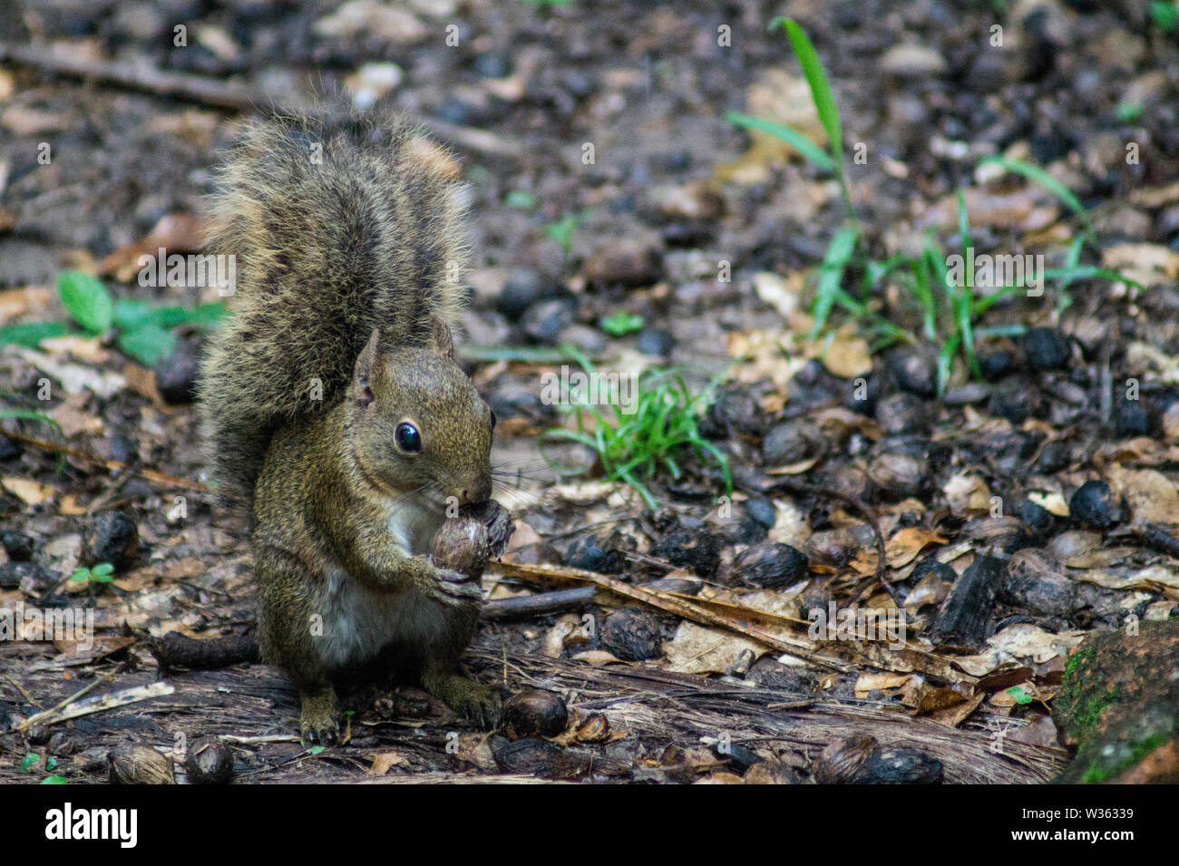 Squirrel eating acorns hi-res stock photography and images - Alamy
