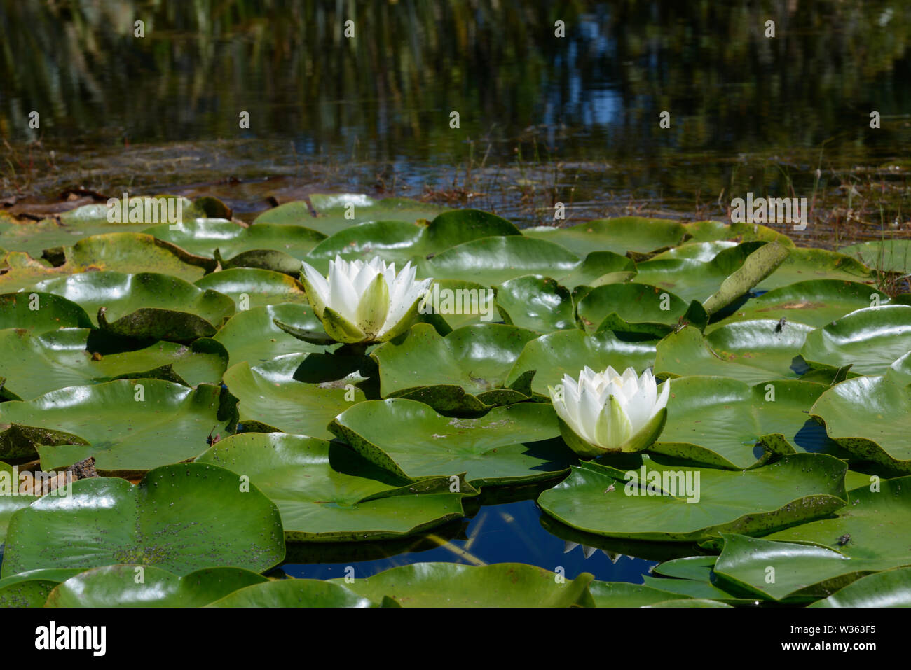 detail of water lilies growing on a pond Stock Photo - Alamy