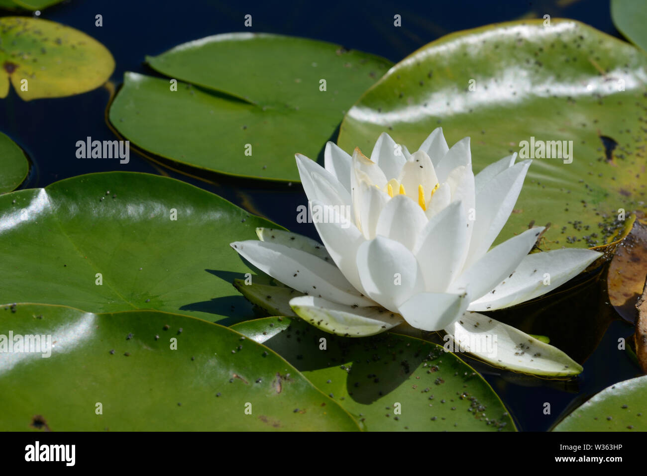 Pond plants water lilies hi-res stock photography and images - Alamy