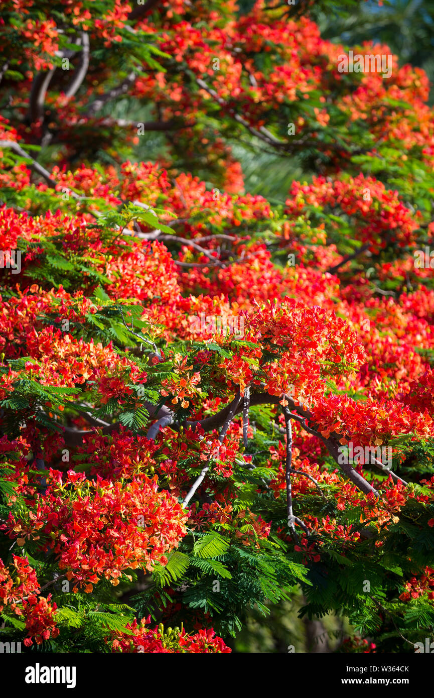 Close up of the bright red blossoms of the canopy of a flamboyant flame ...