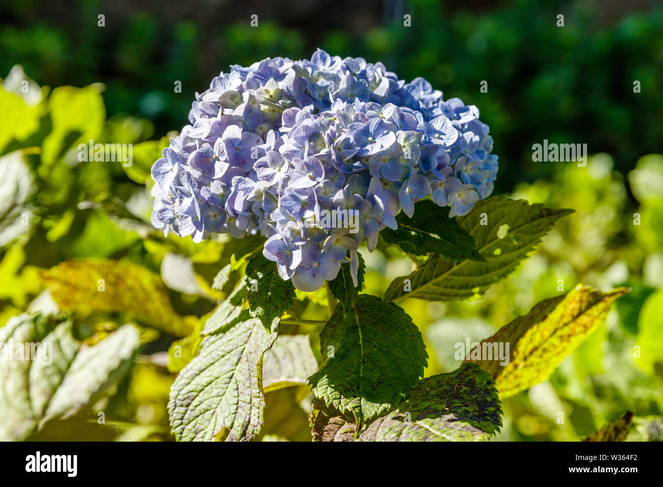 Tabanan bali hi-res stock photography and images - Alamy