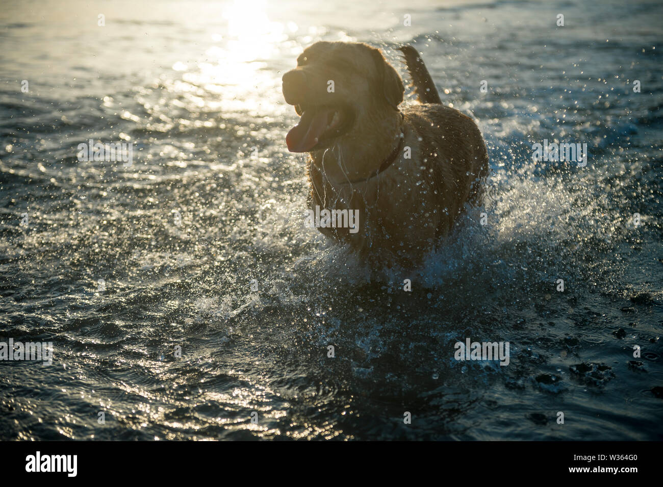 Yellow labrador retriever hi-res stock photography and images - Alamy