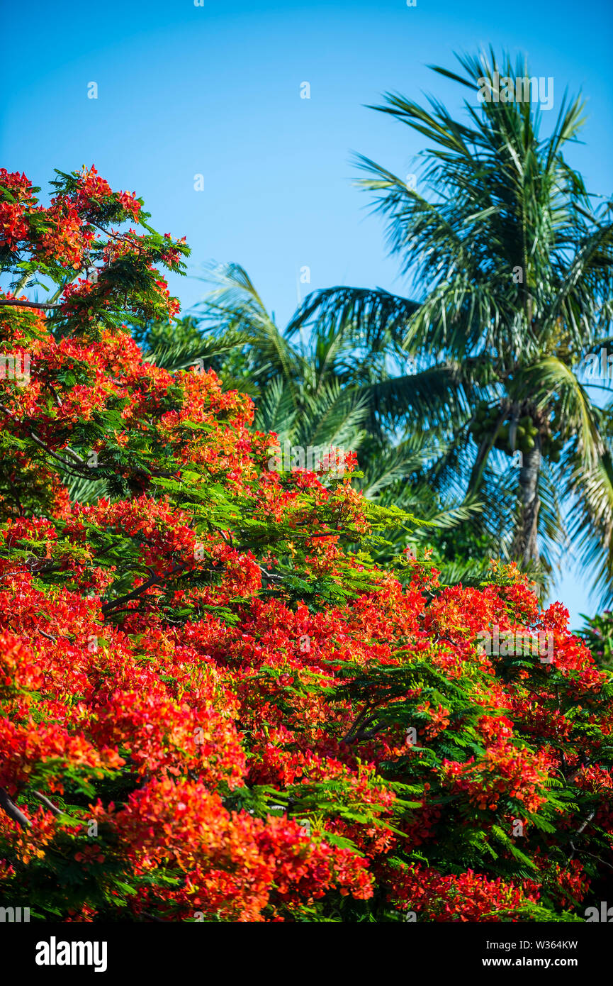 Red flamboyan hi-res stock photography and images - Alamy