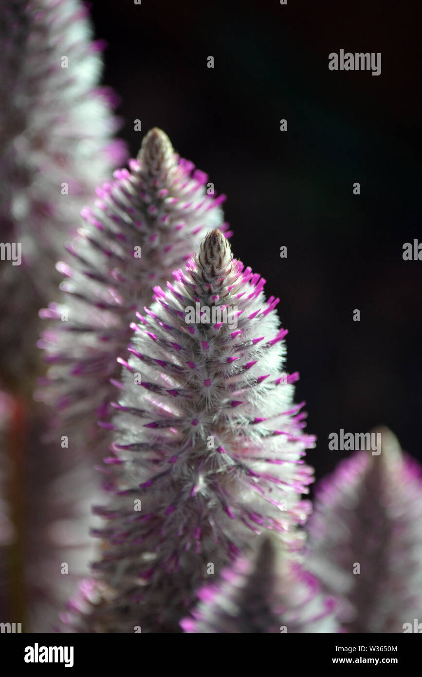 Mulla mulla flower hi-res stock photography and images - Alamy