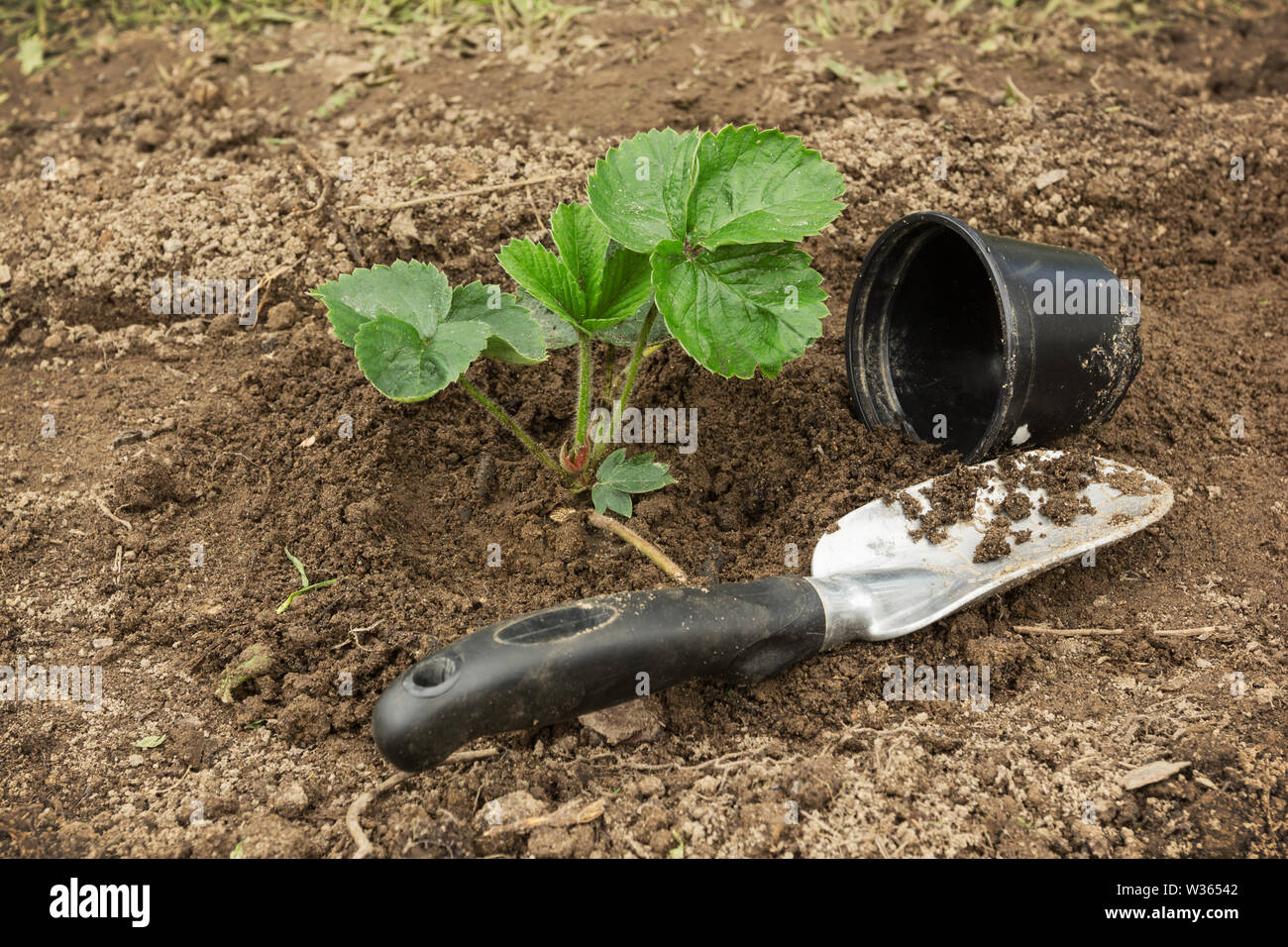 Strawberry seedling on the ground. Summer. Vegetable garden with young ...