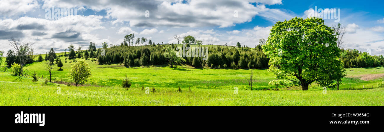 Rural early spring scene showing green grassy field with fresh green ...