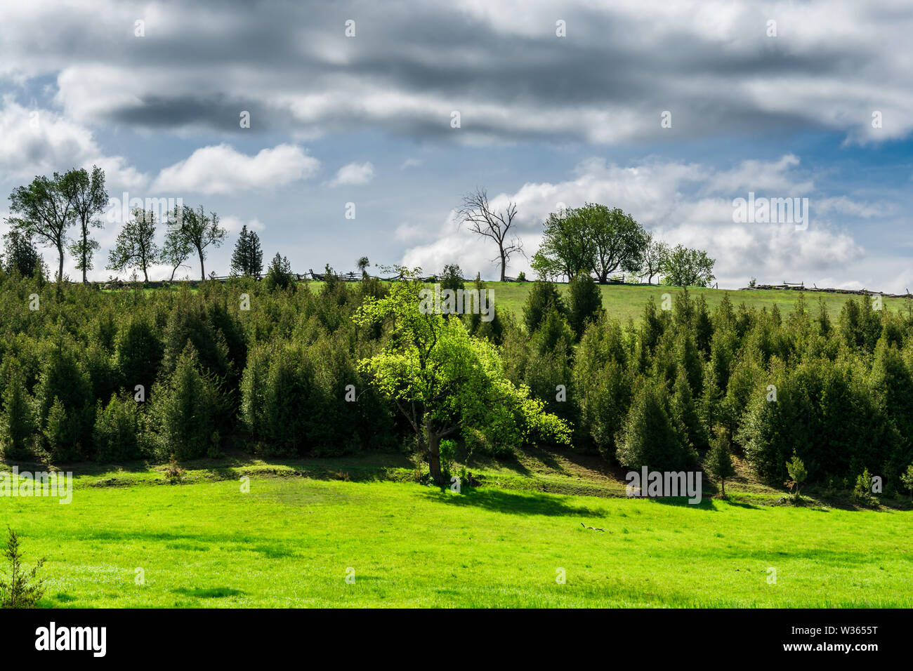 Rural early spring scene showing green grassy field with fresh green ...