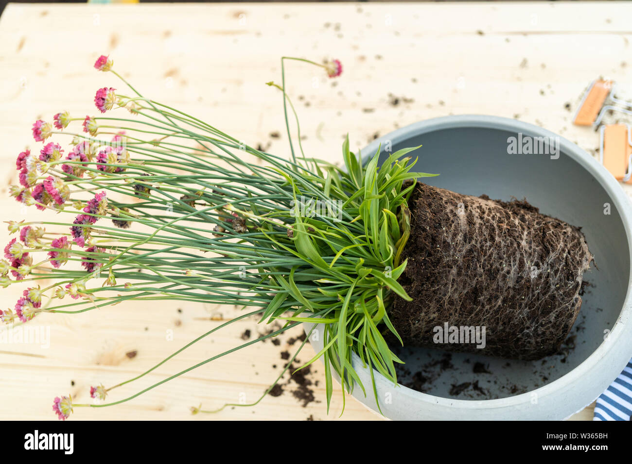 Planting flowers into small planting pots in late Spring Stock Photo ...