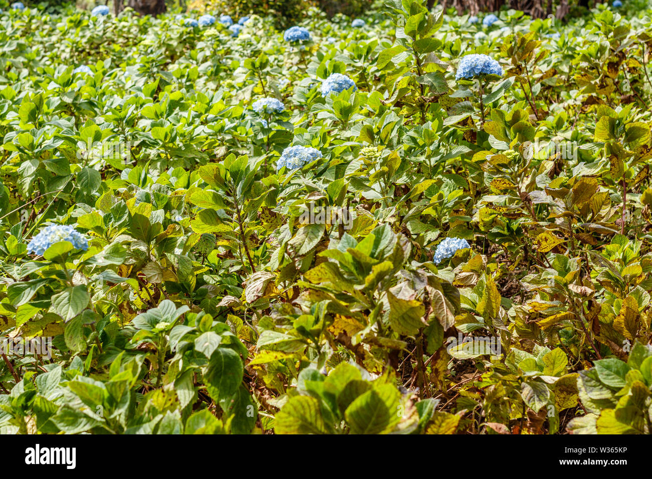 Fields of growing blooming Hydrangea (Hortensia) flower in Bedugul ...