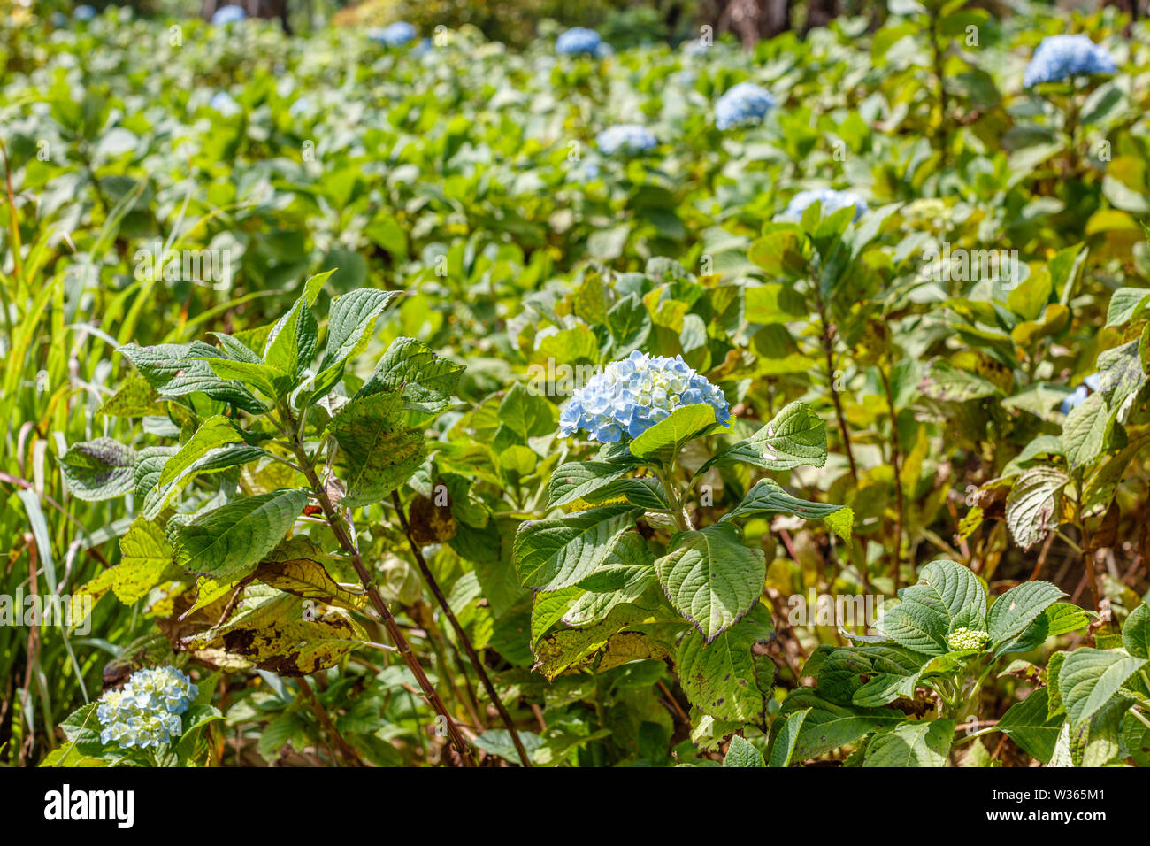 Fields of growing blooming Hydrangea (Hortensia) flower in Bedugul ...