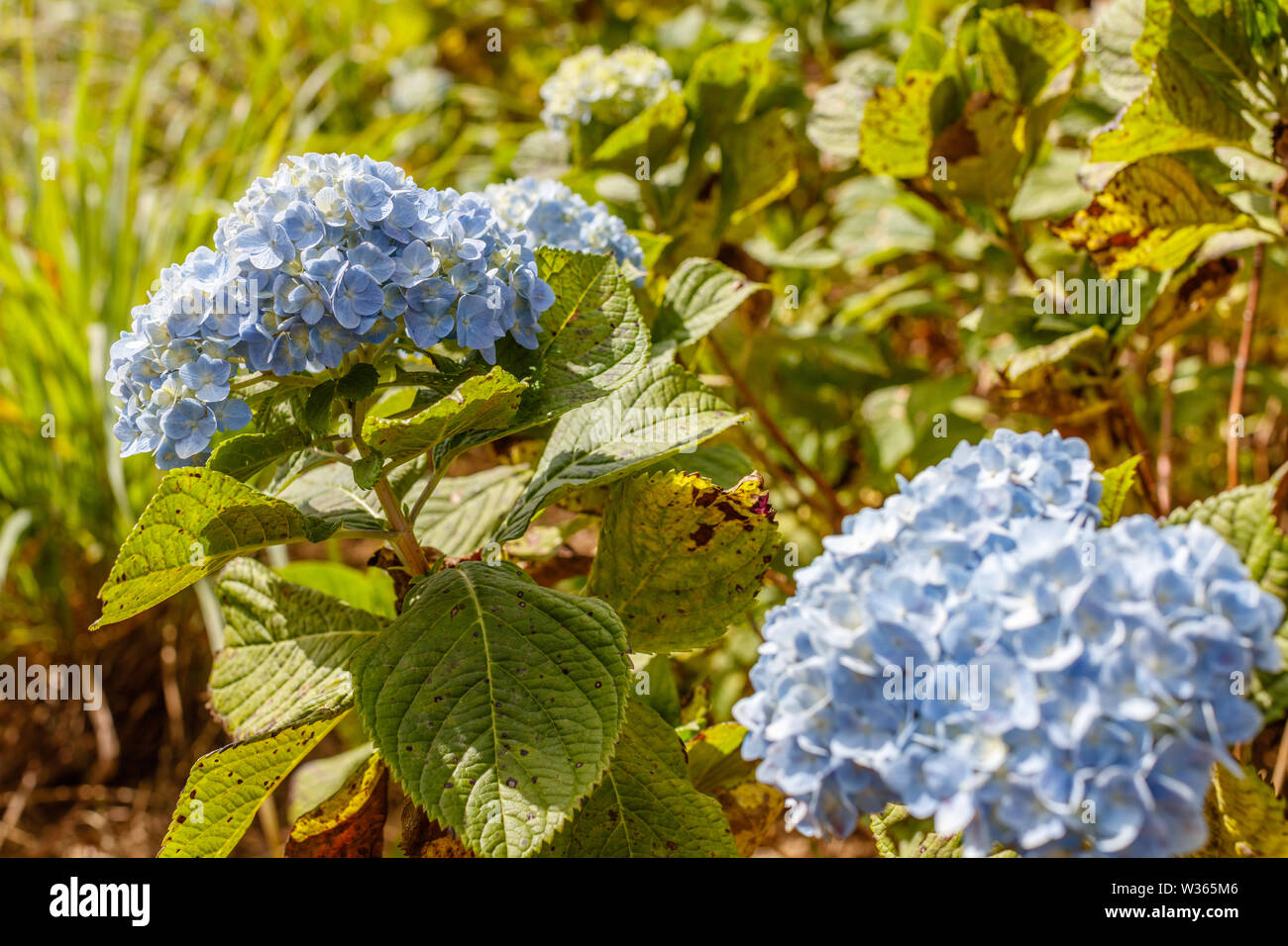 Fields of growing blooming Hydrangea (Hortensia) flower in Bedugul ...