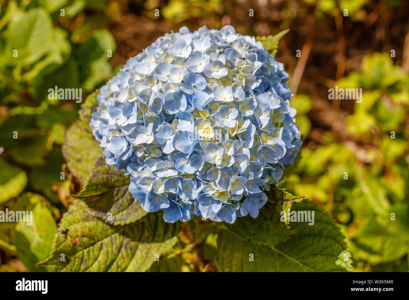 Growing blooming Hydrangea (Hortensia) flower in Bedugul, Tabanan, Bali ...