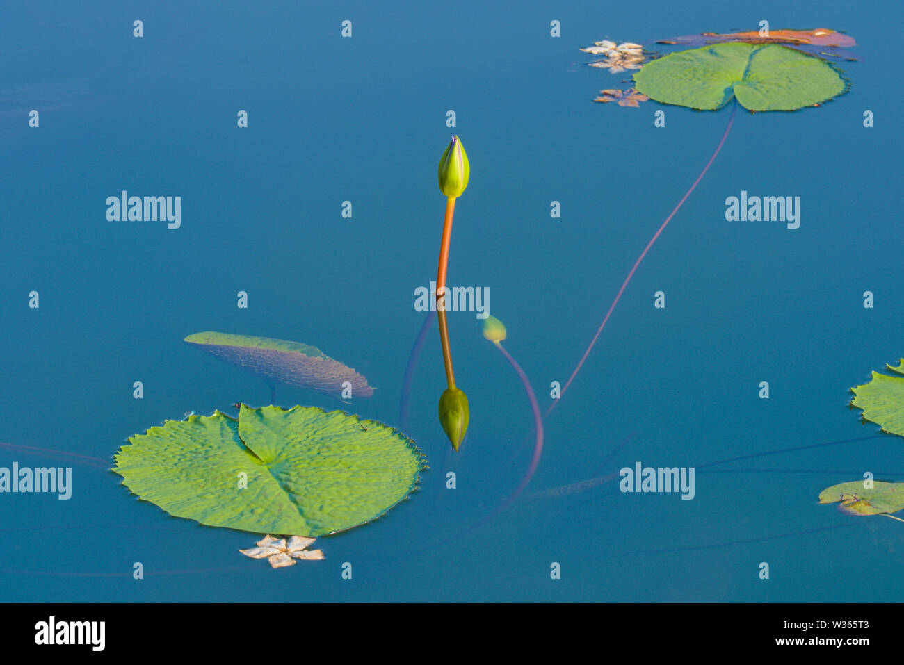 Paddy Leaves High Resolution Stock Photography and Images - Alamy