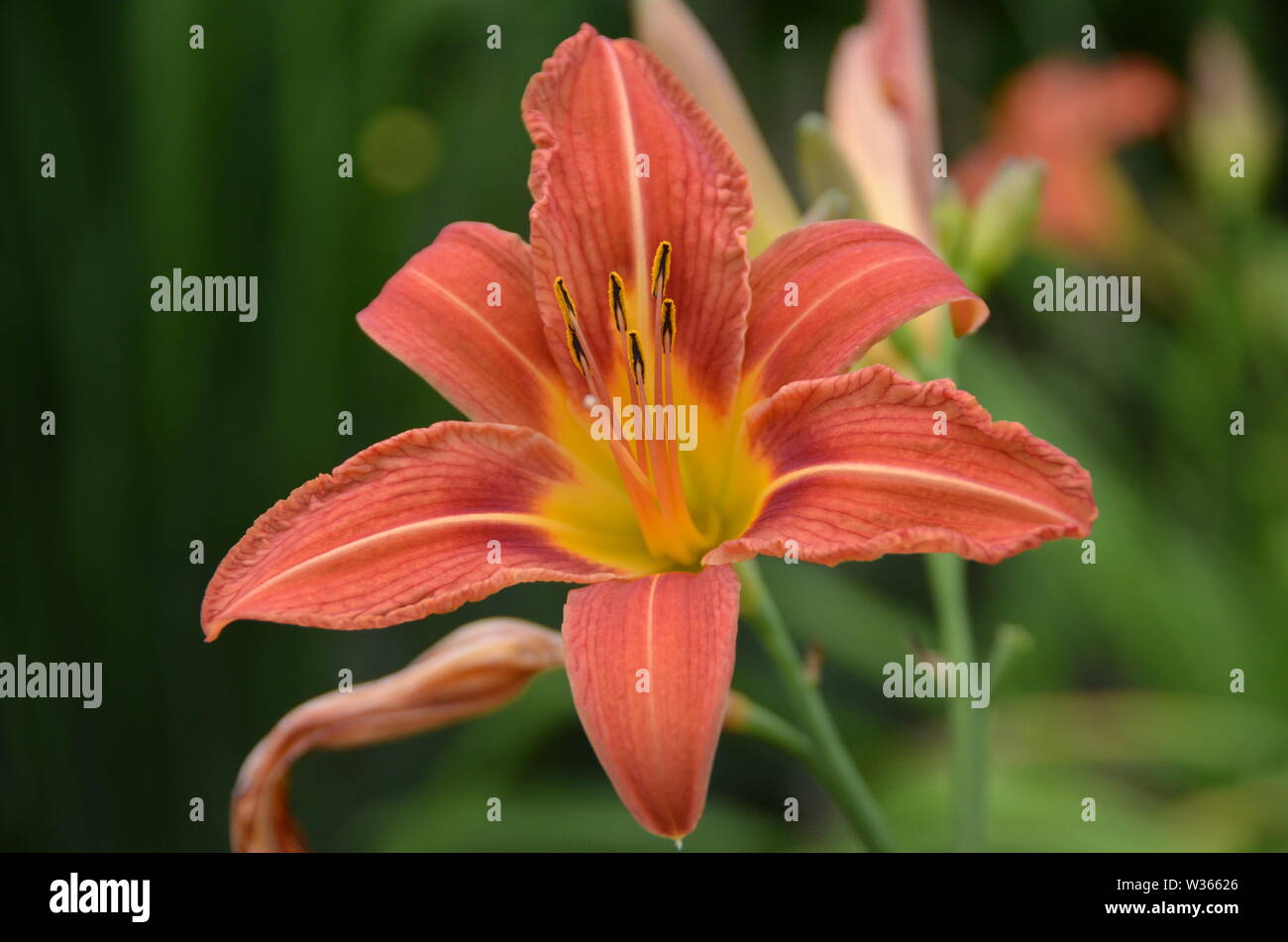 Lily flower photography hi-res stock photography and images - Alamy