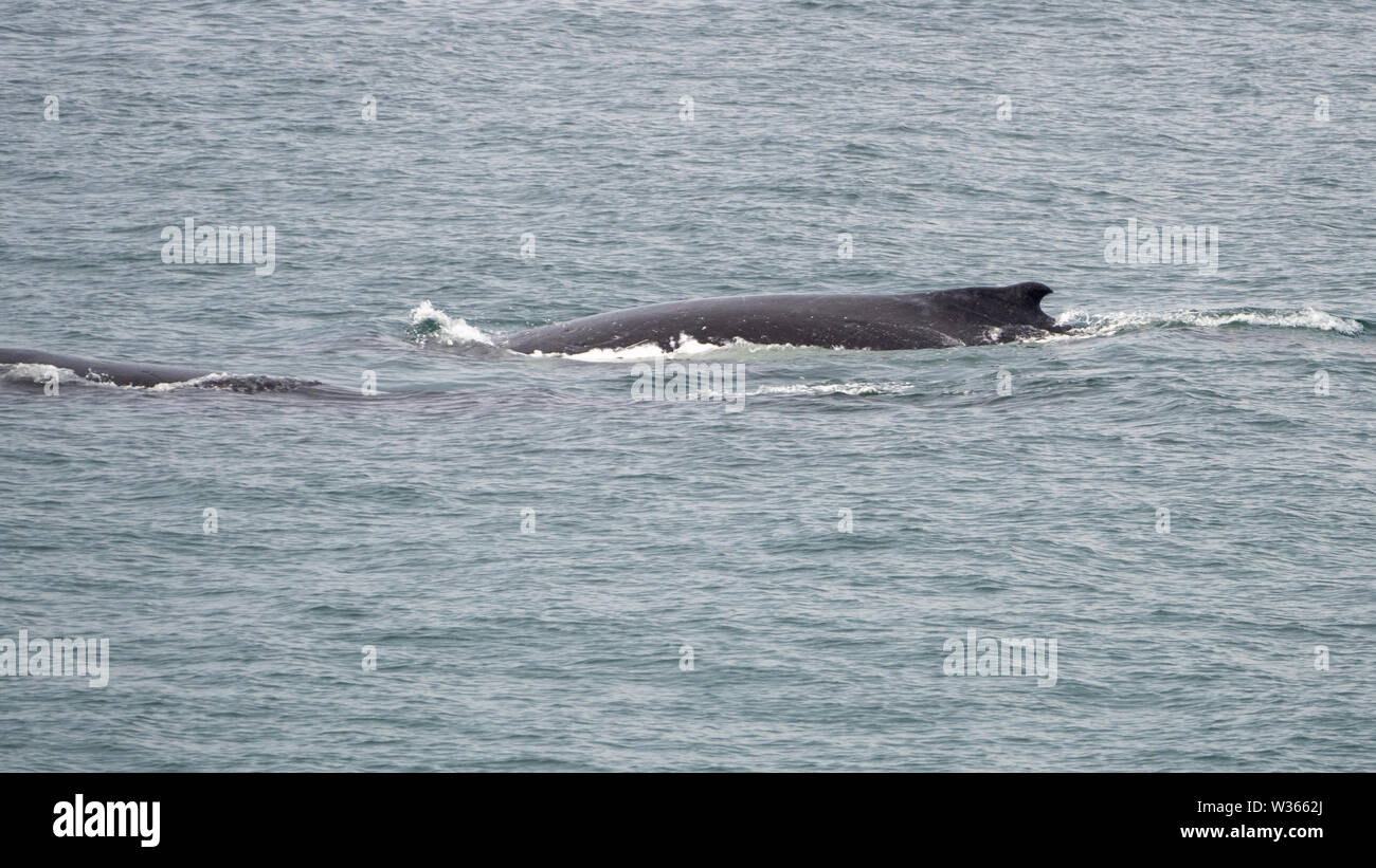 Hump Back Whales Migrating North up the East Coast of Australia Stock ...