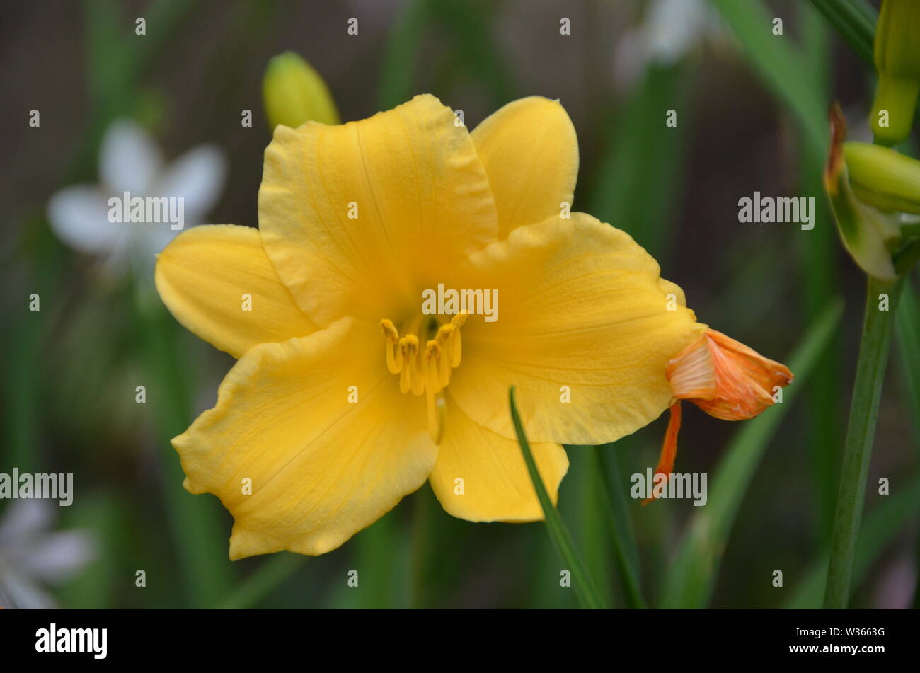 Macro photography of orange lily hi-res stock photography and images ...