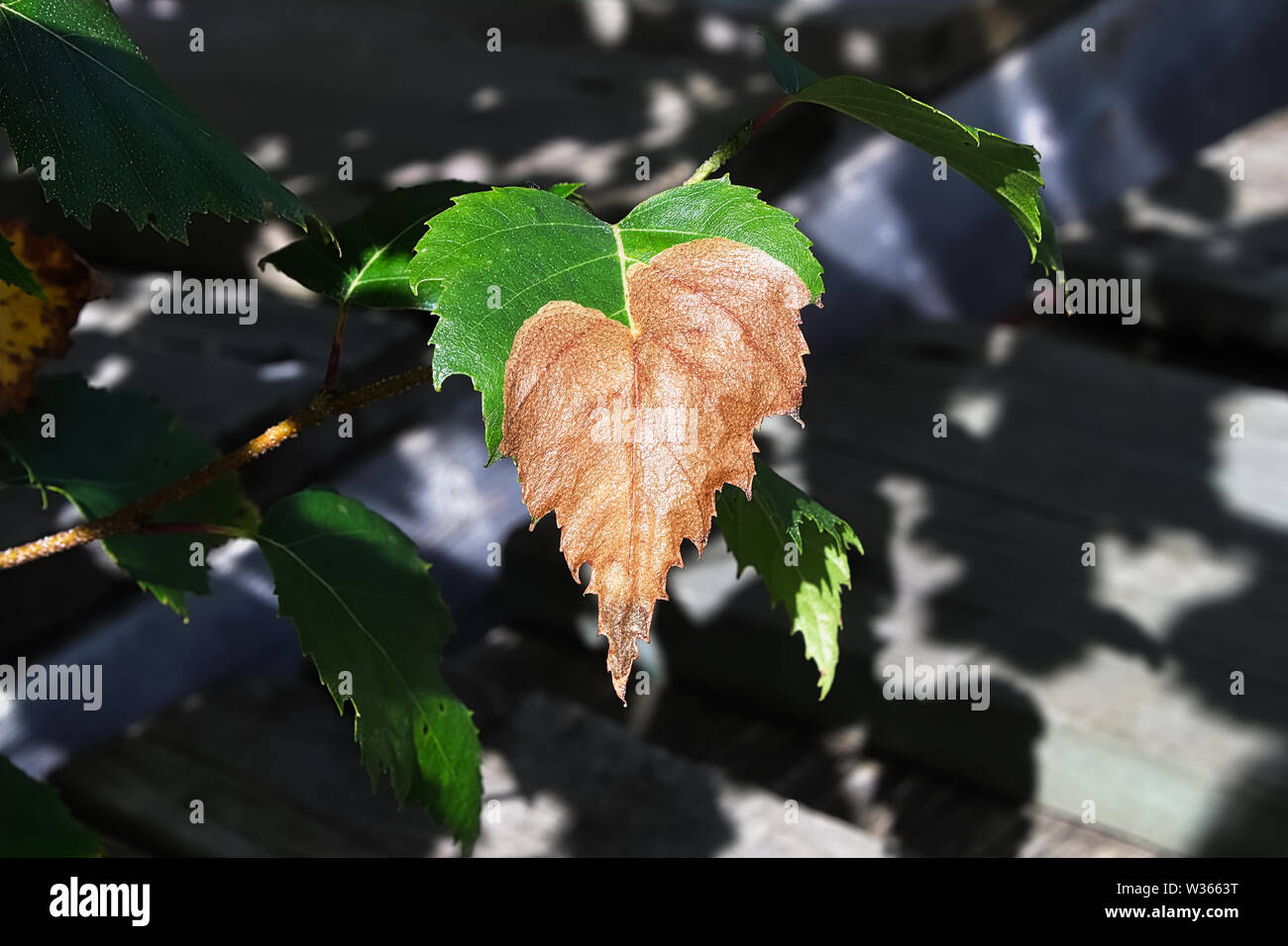 The puffed up birch leaf infected by leafminers Stock Photo - Alamy