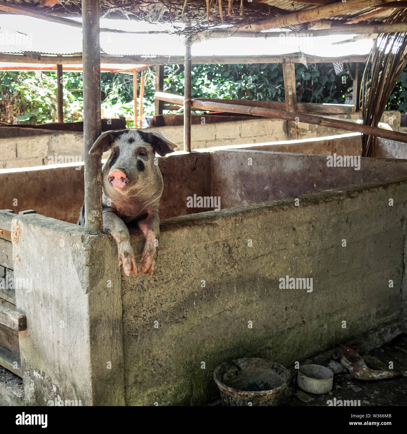 Pig fence hi-res stock photography and images - Alamy