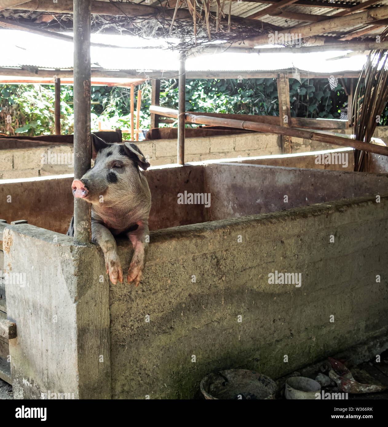Pig fence hi-res stock photography and images - Alamy