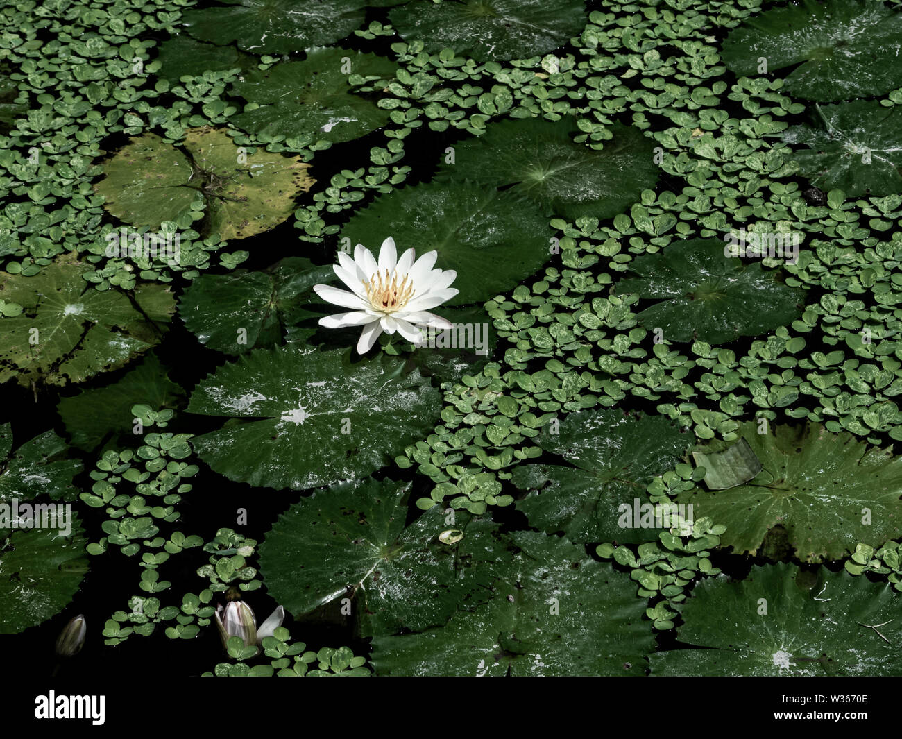 a white and pure lotus flower in water with b lush green leaves Stock ...
