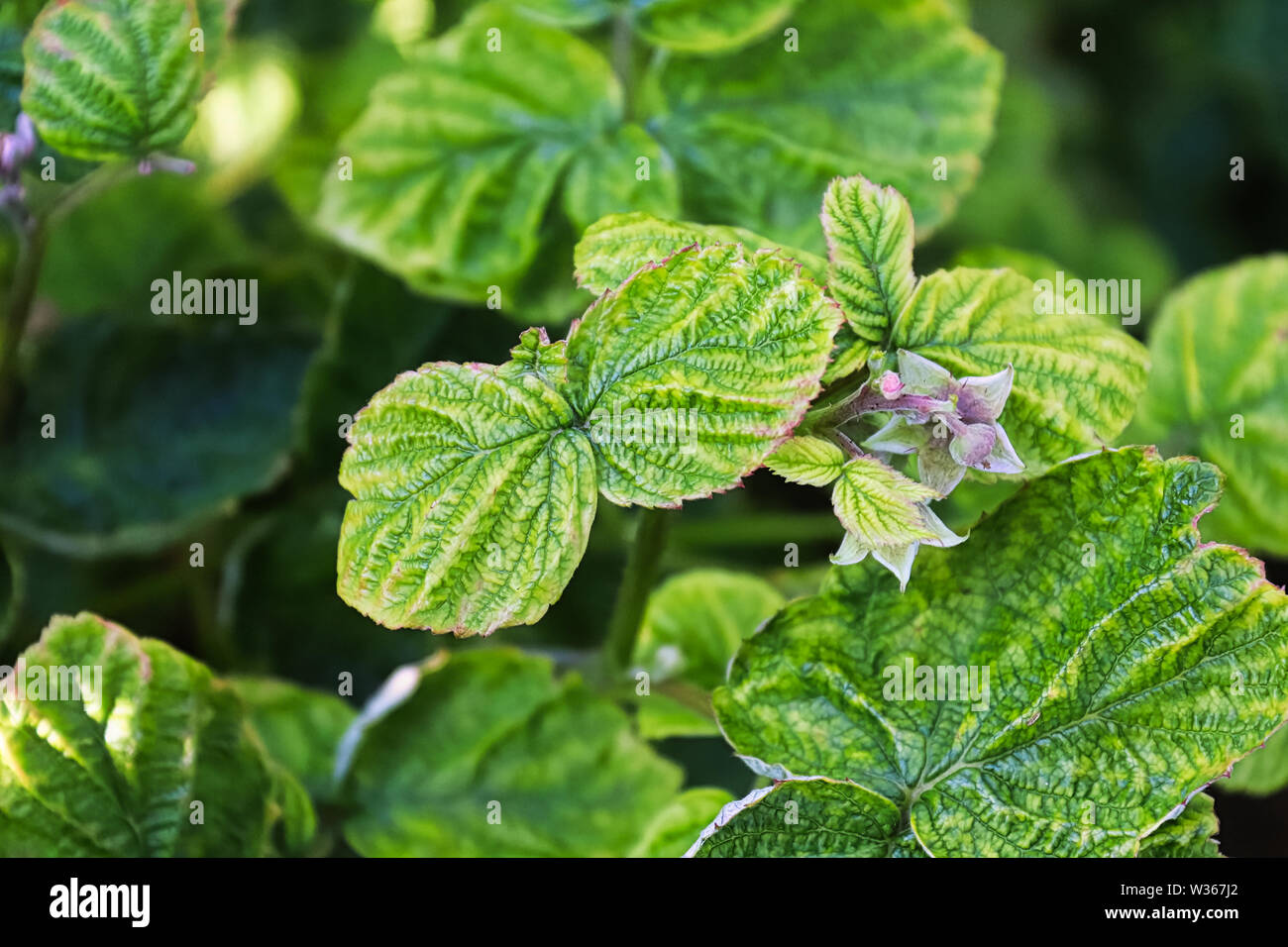 Stunted multi-colored infected leaves on a raspberry Stock Photo - Alamy