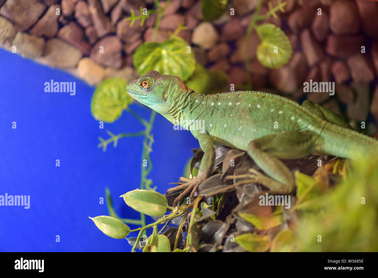 Basiliscus basiliscus, Basiliscus plumifrons. Large green Basilisk ...