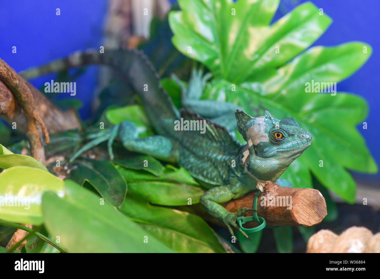 Basiliscus basiliscus, Basiliscus plumifrons. A large green Helmet ...