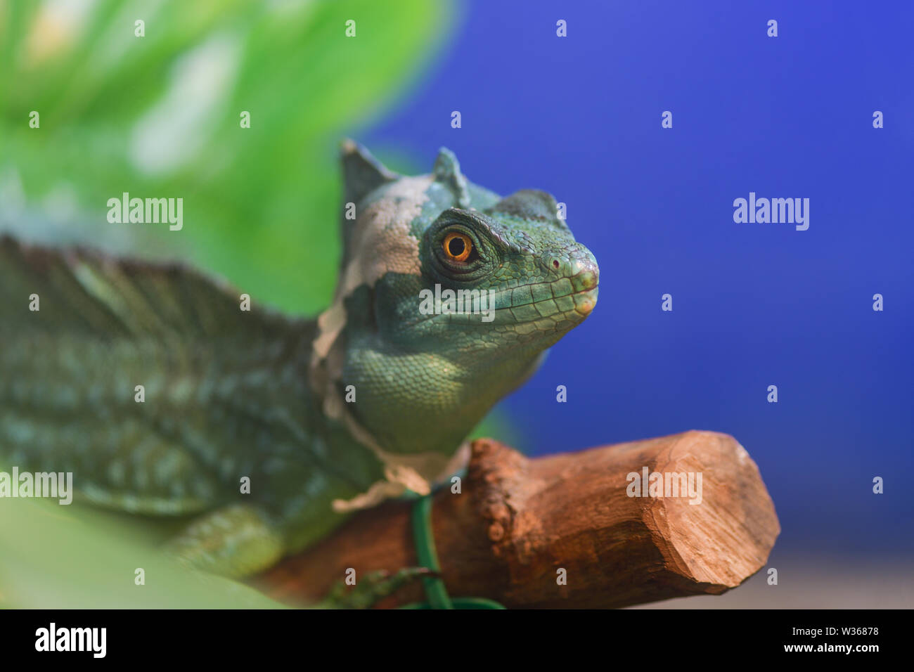 Basiliscus basiliscus, Basiliscus plumifrons. A large green Helmet ...