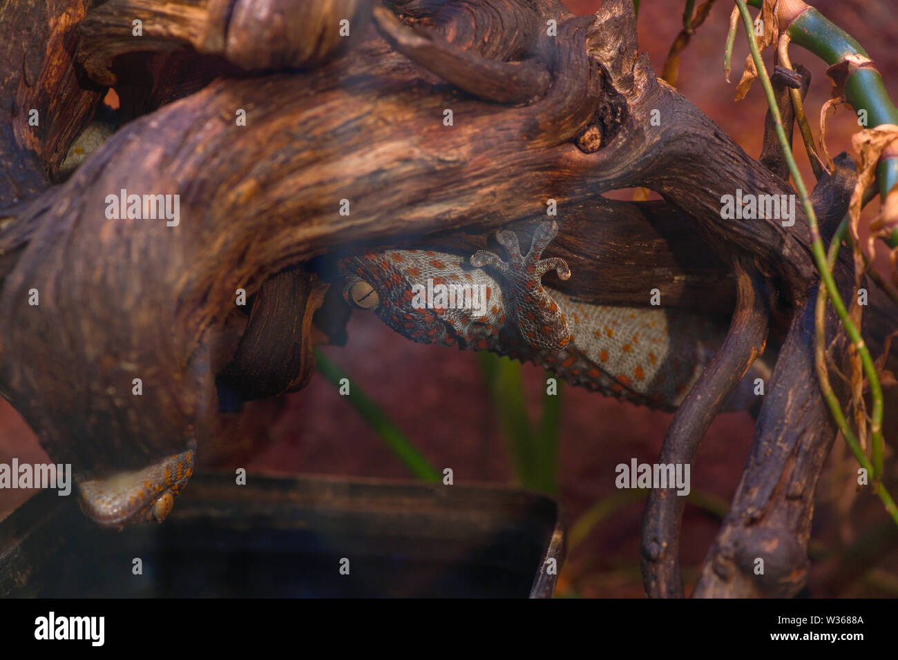 Gekko gecko. Two beautiful spotted Gecko Toki sitting on a branch ...