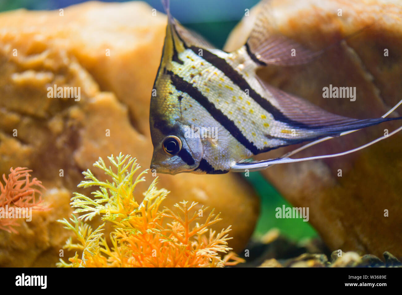 Pterophyllum scalare. Angelfish. One grey striped angelfish swims in a ...