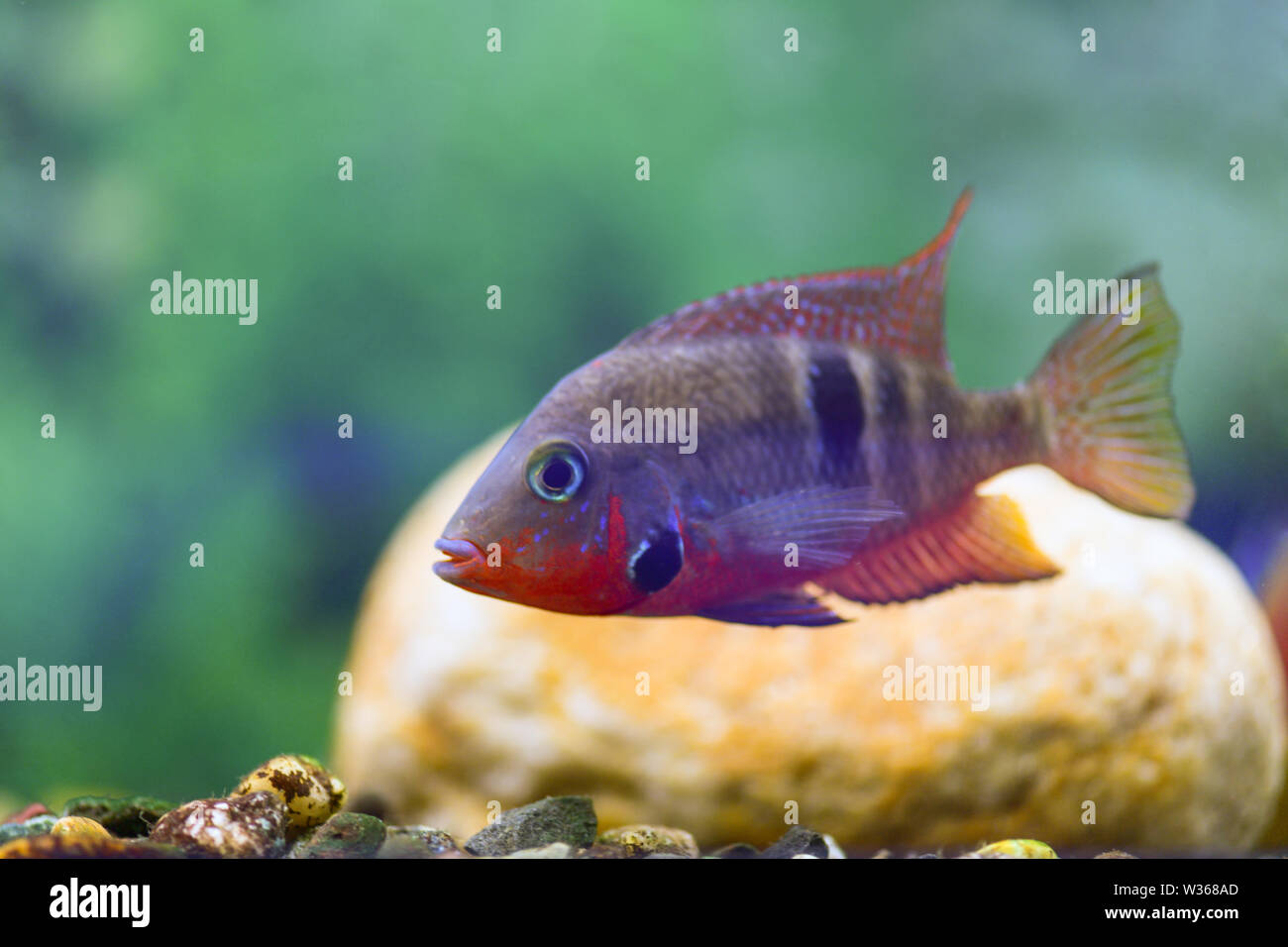 Firemouth cichlid (Thorichthys meeki). Cichlasoma meeki. Cichlasoma ...