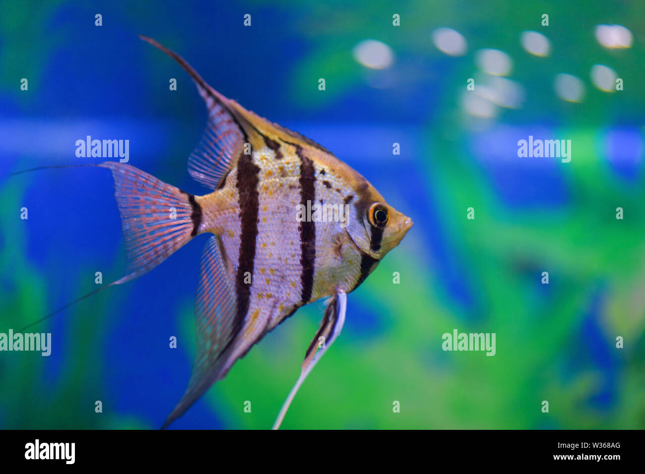 Blue Striped Angelfish