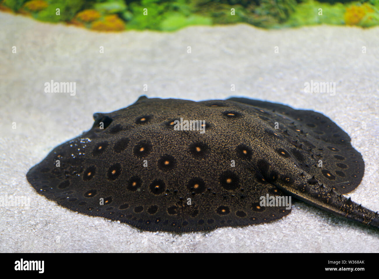 Mottled eagle ray hi-res stock photography and images - Alamy