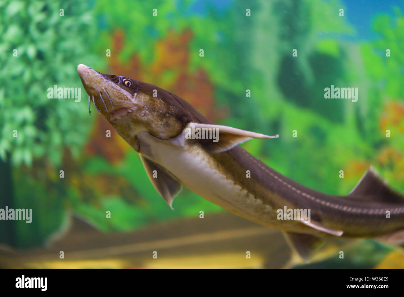 Big sturgeon fish swims in a transparent aquarium. Horizontal ...
