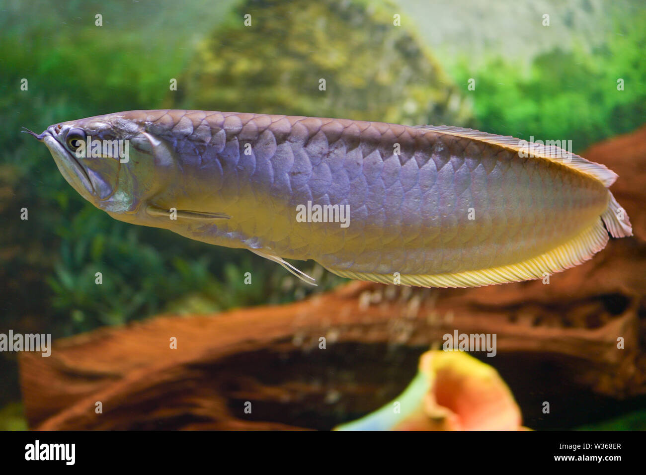 Silver fish with orange fins hi-res stock photography and images - Alamy