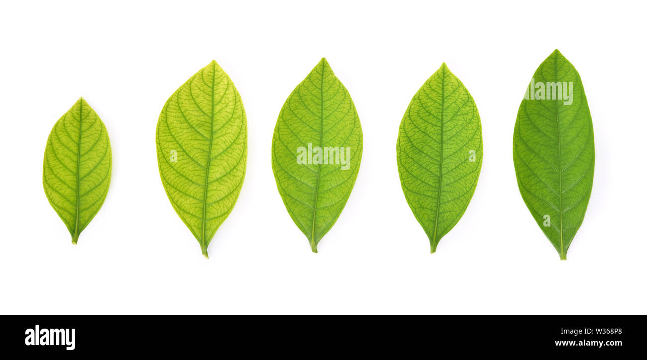 Collection of garden leaves on white background. Top view Stock Photo ...
