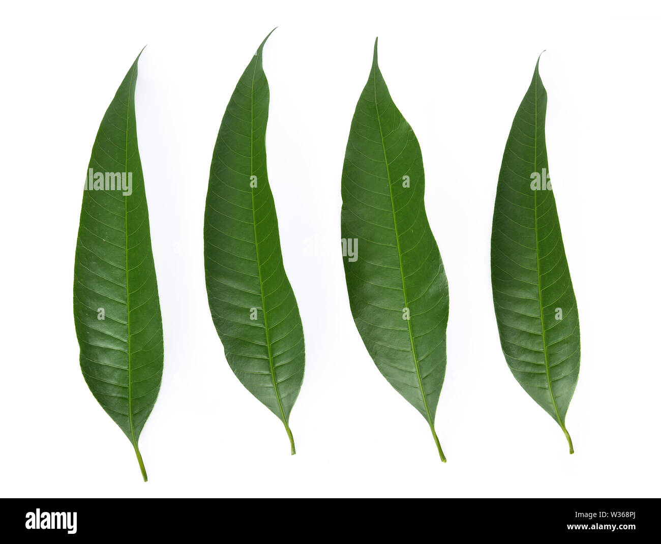 Mango leaf on a white background Stock Photo - Alamy