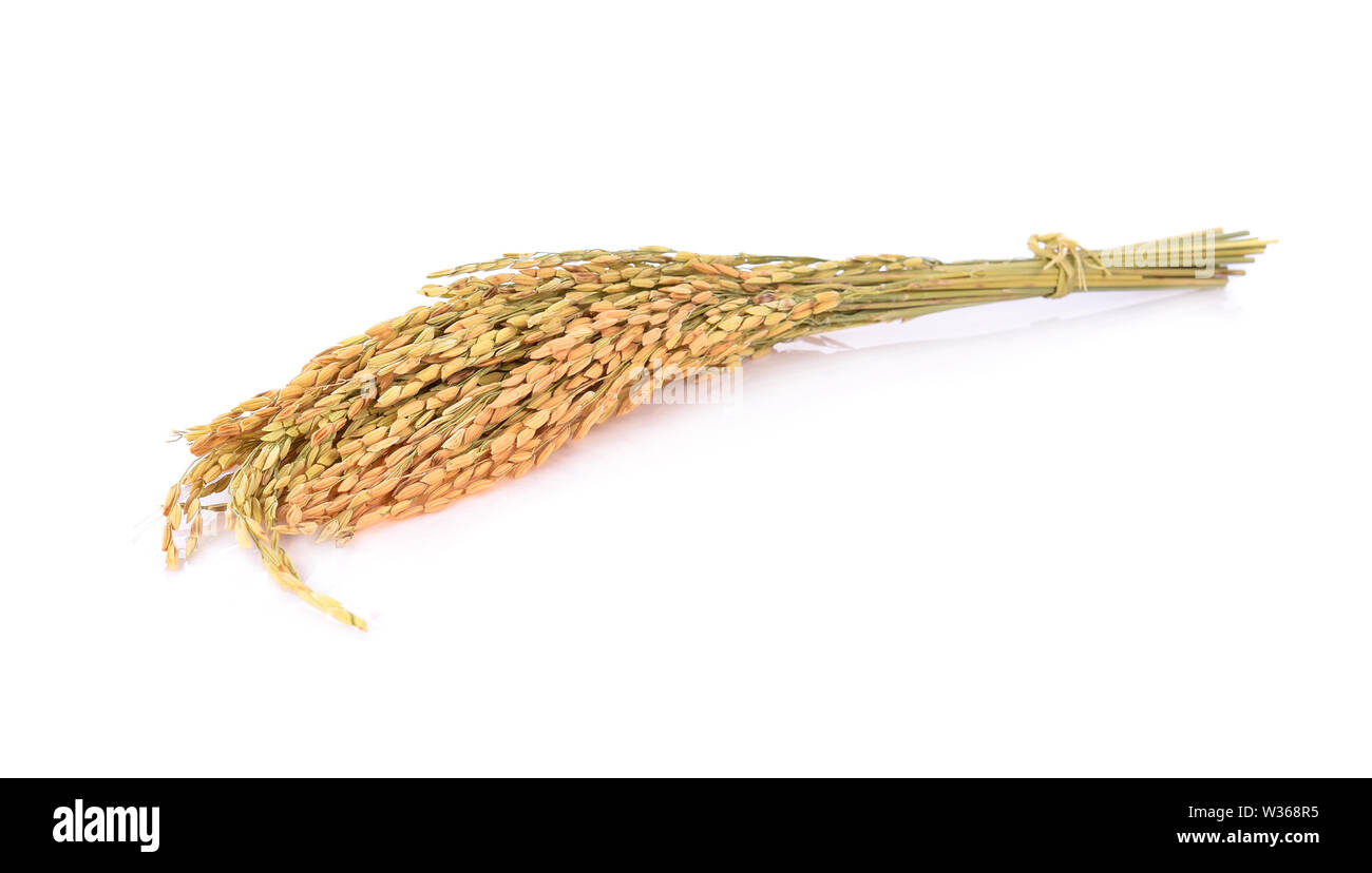 ear of rice on white background Stock Photo - Alamy