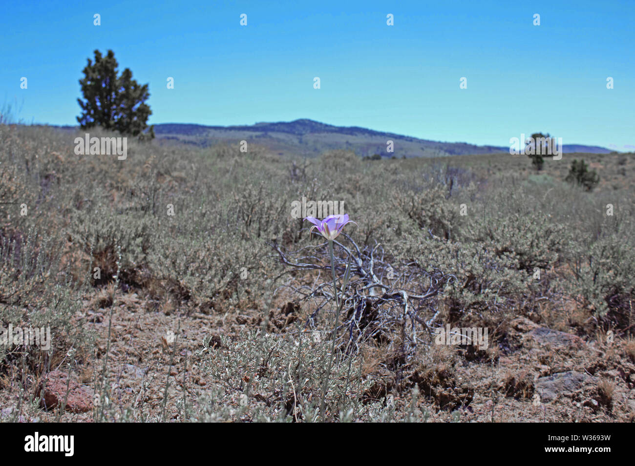 Desert flower hi-res stock photography and images - Alamy