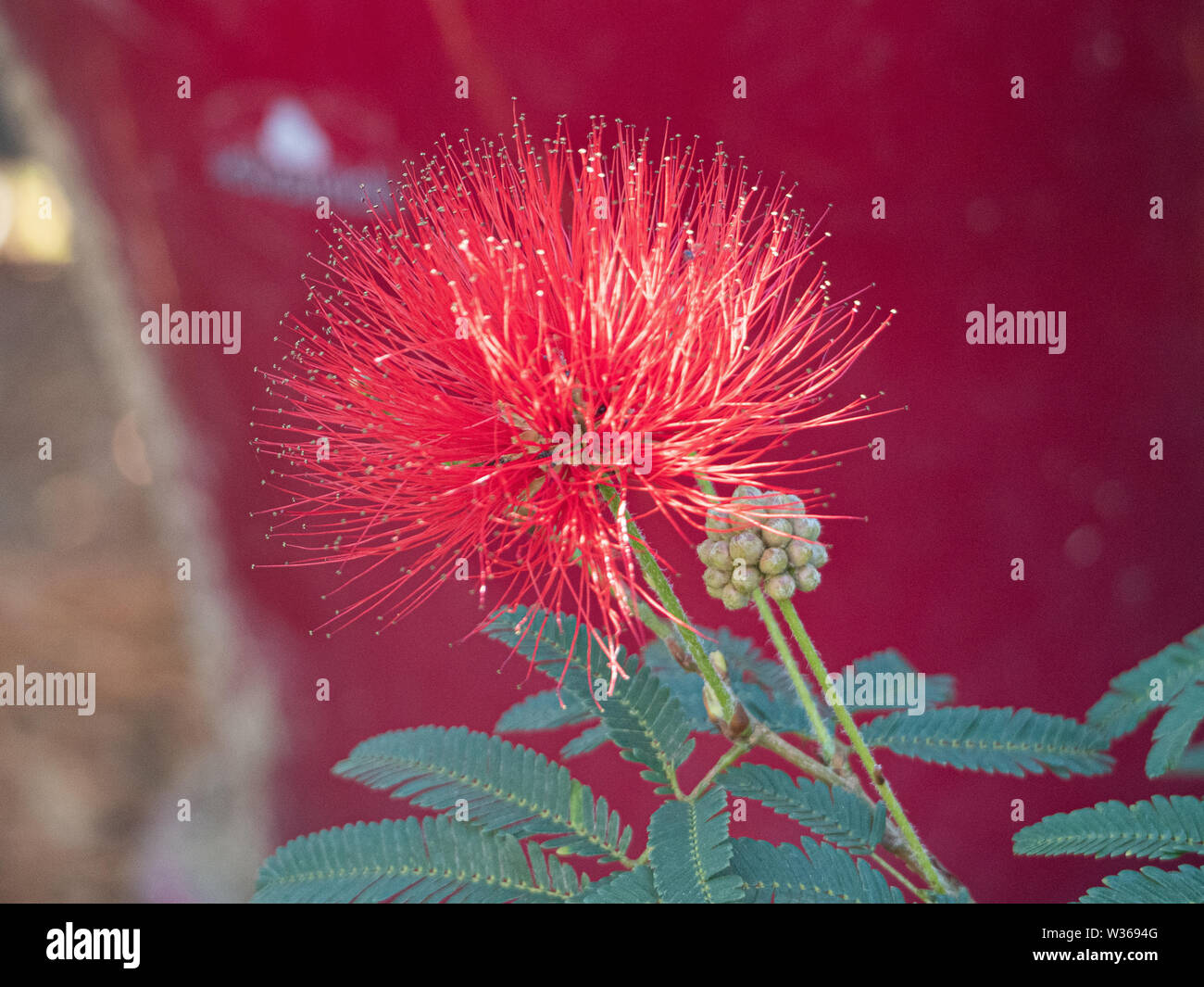 Powderpuff shrub hi-res stock photography and images - Alamy