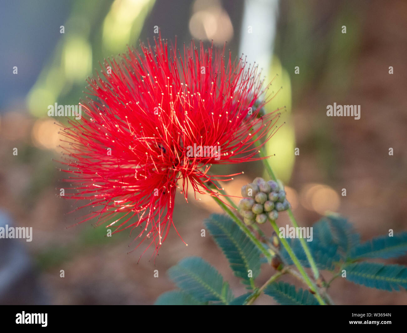 Calliandra Red Powderpuff flower in bloom Stock Photo - Alamy