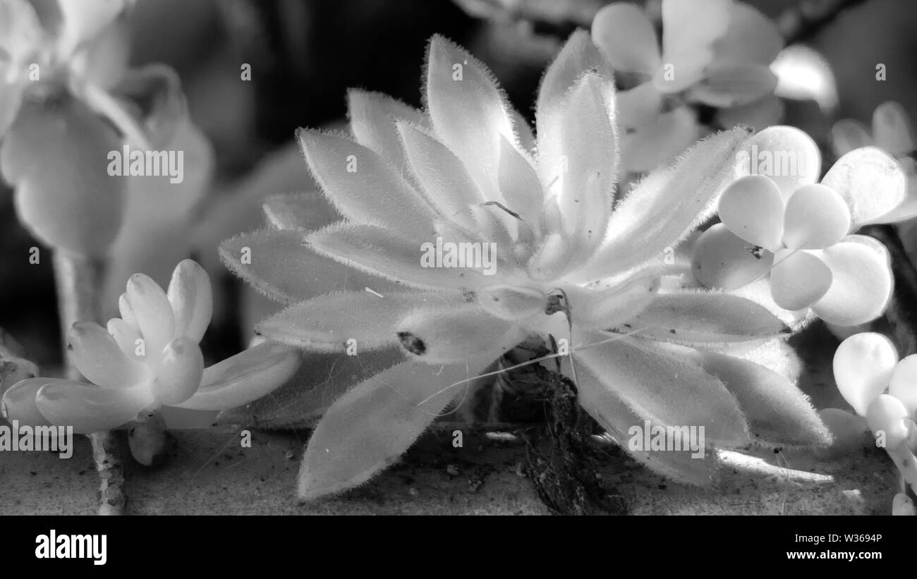 Plants, closeup of succulents in infrared photo edit, backlit by ...