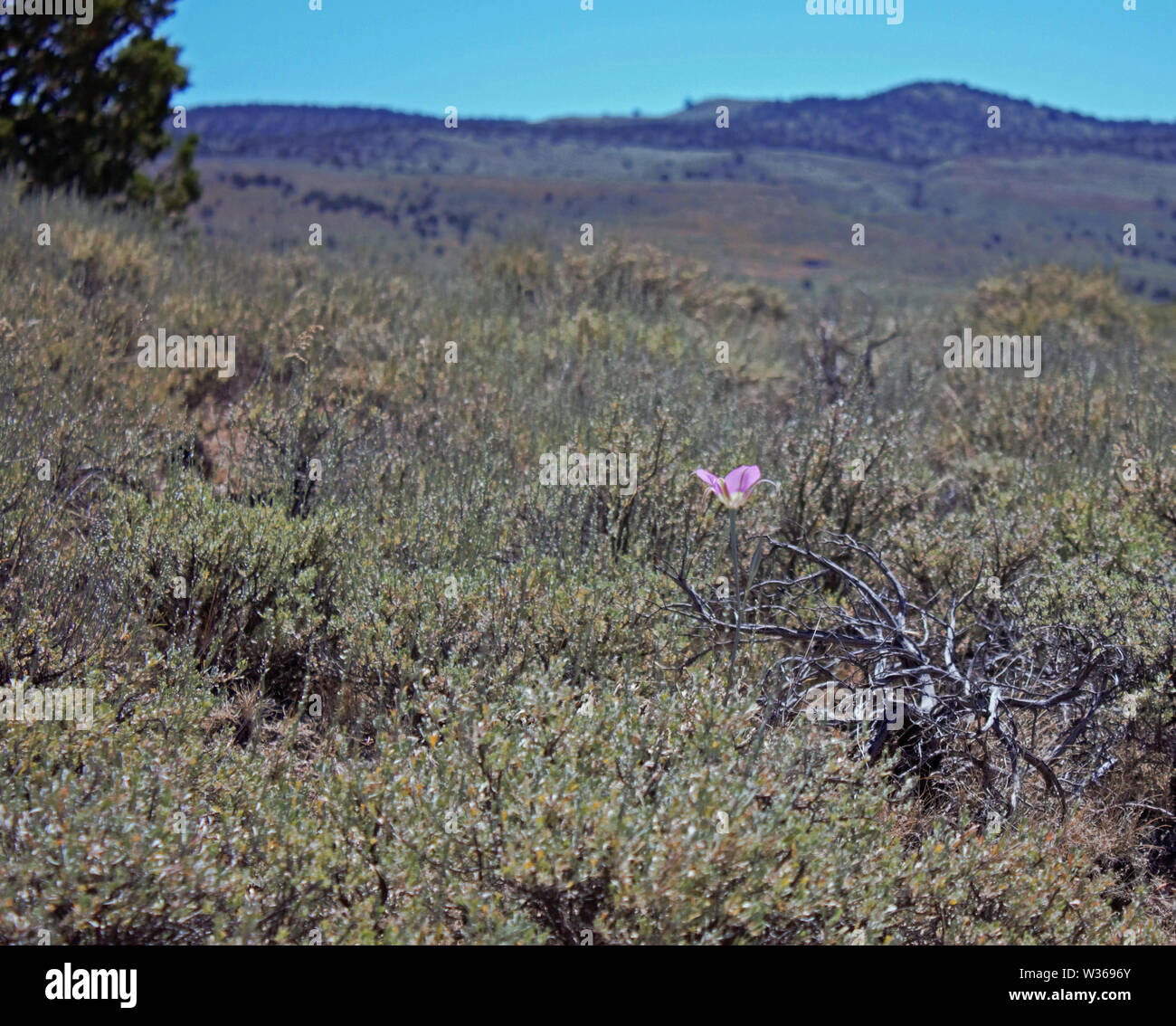 Desert flower hi-res stock photography and images - Alamy