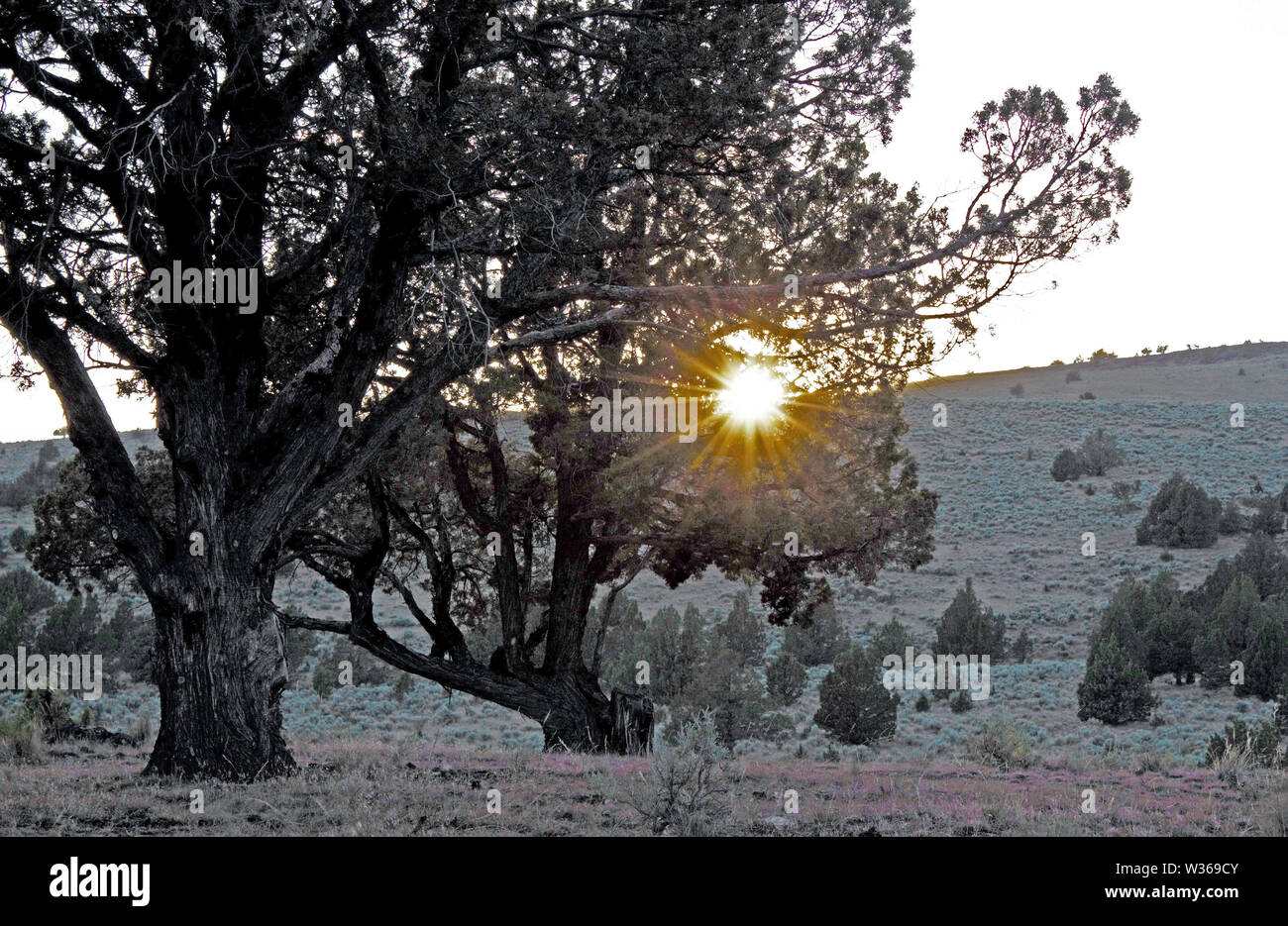 The setting sun shines between the branches of a Juniper tree in ...