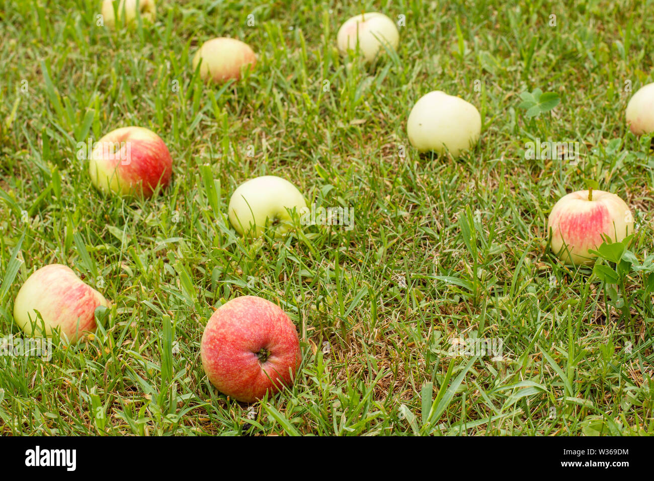 Red apples on green grass in the orchard. Fallen ripe apples on the ...