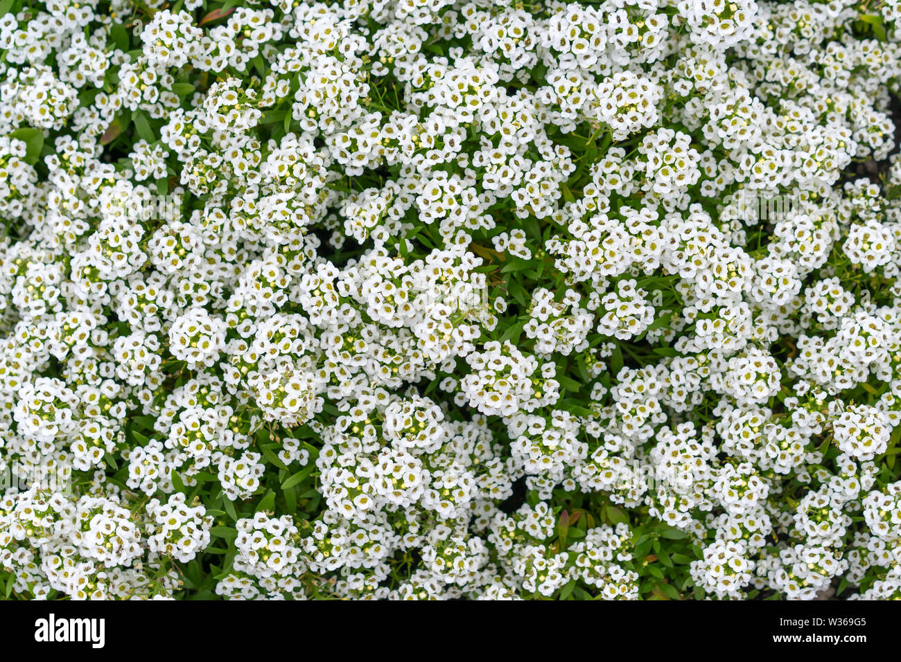 Flowering of white lobularia maritime in full bloom. Lobularia maritima ...