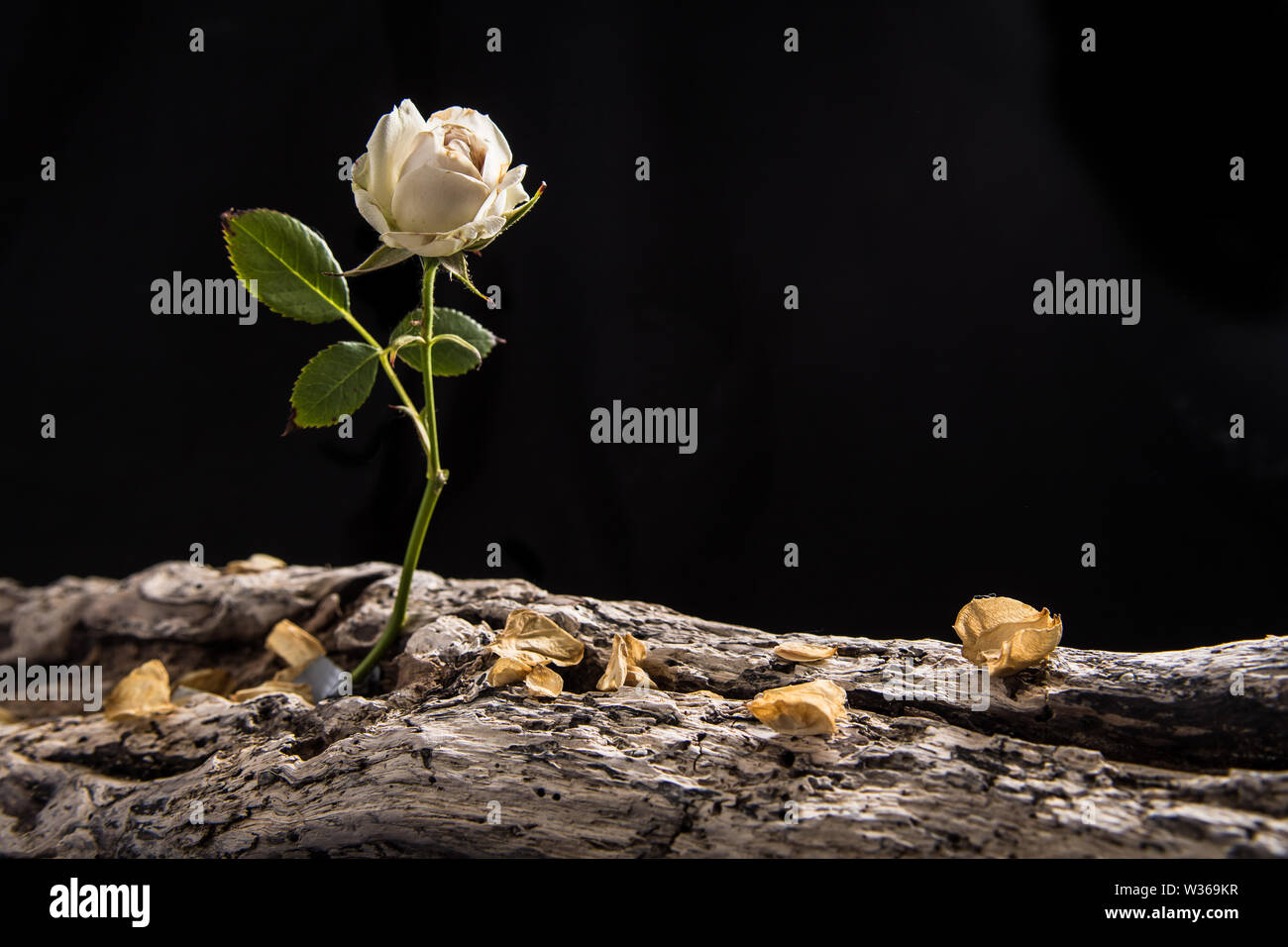Delicate wilted white rose flower standing on a piece of old beach wood ...